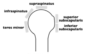 Rotator Cuff Injury - Salah Satu Cedera Pada Bahu - HaloFisioterapi